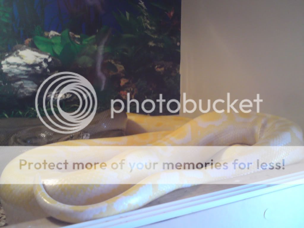 sunfire retics and platinum retic | Reptile Forums