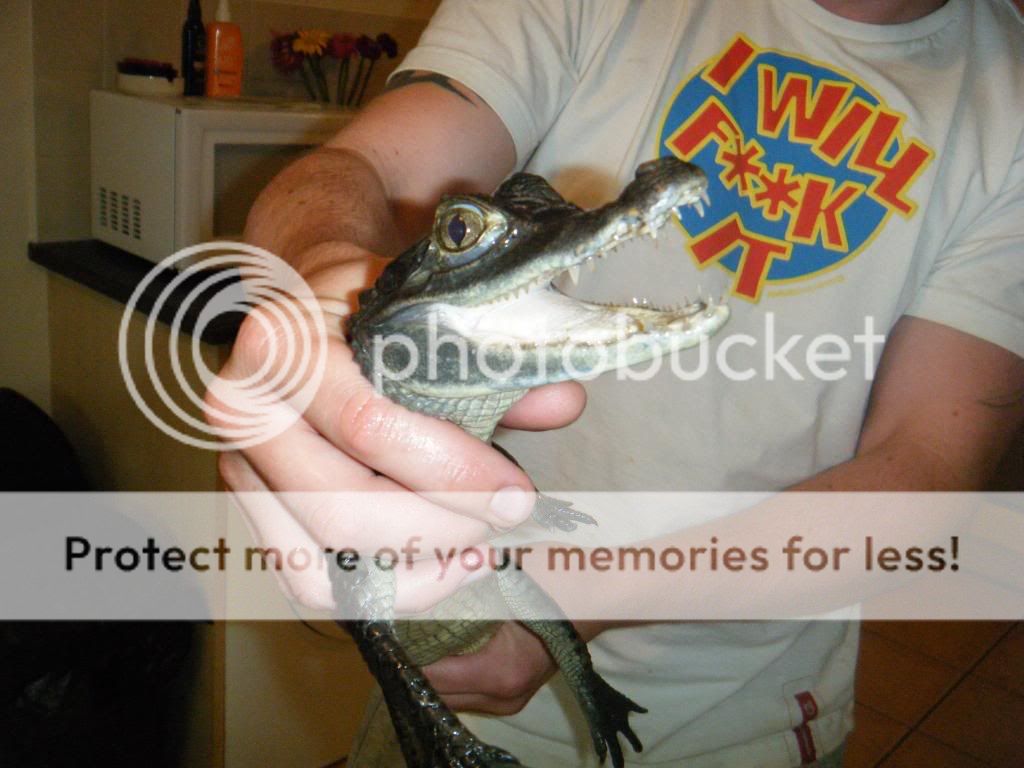 spec caiman | Reptile Forums