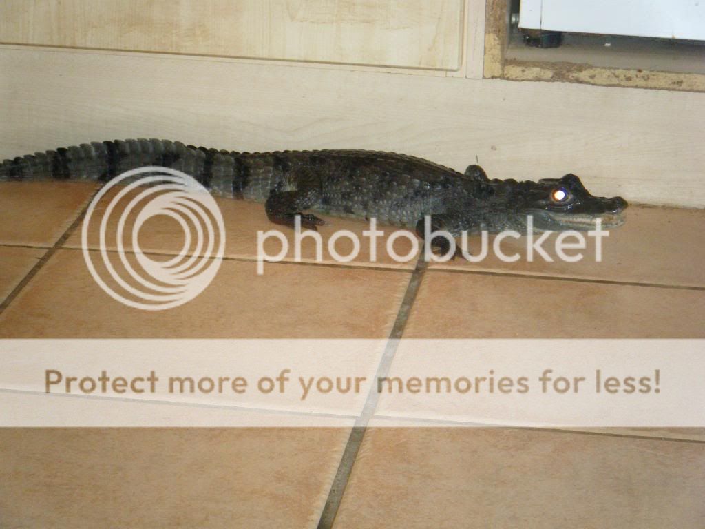 spec caiman | Reptile Forums