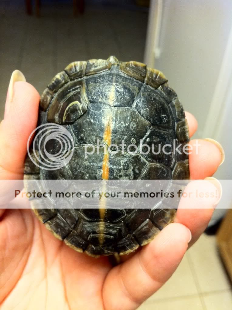 Redearslider.com :: View topic - Retained scuts