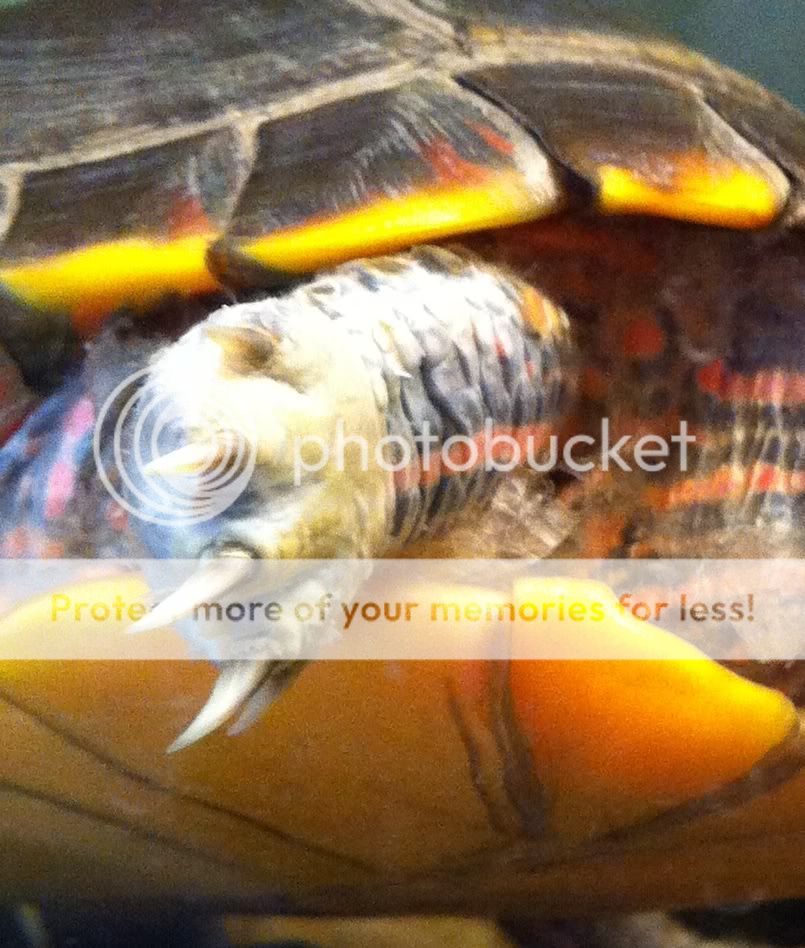 Fungal Infection? - Basking Log - Turtle Forum