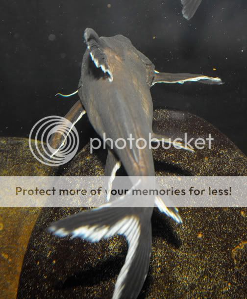 Post your synodontis catfish here | Cichlid Fish Forum