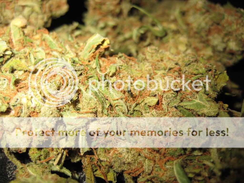 New Pickup - LB [Skunk] and QP [Outdoor Headies] //macros// | Grasscity ...