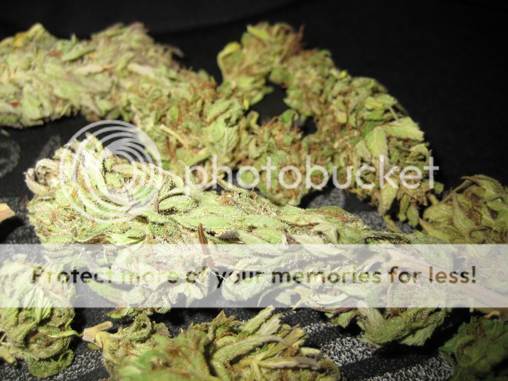 New Pickup - LB [Skunk] and QP [Outdoor Headies] //macros// | Grasscity ...