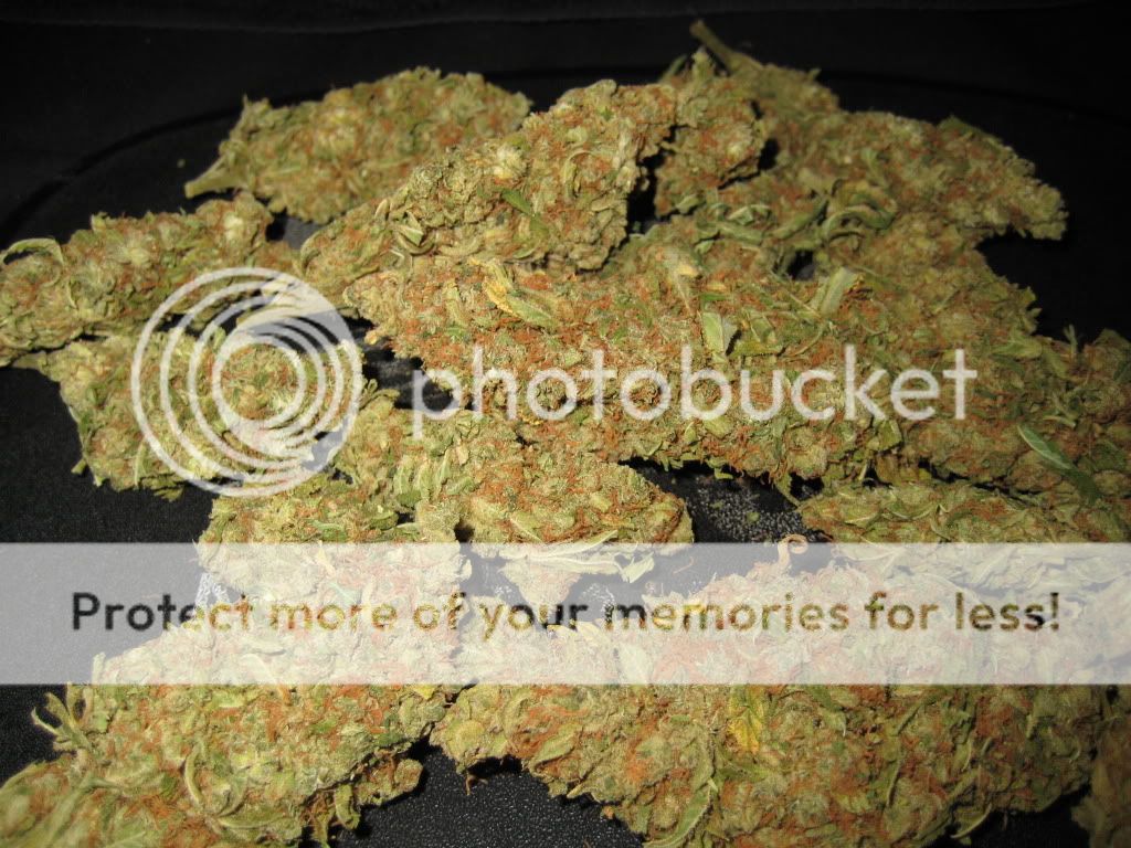 New Pickup - LB [Skunk] and QP [Outdoor Headies] //macros// | Grasscity ...